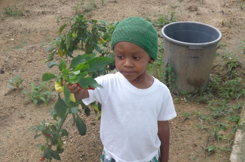 Gallery - The Carter Farms